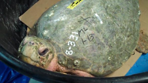 CCC Takes Action To Help Cold Stunned Turtles - Januar 13th, 2010 ...