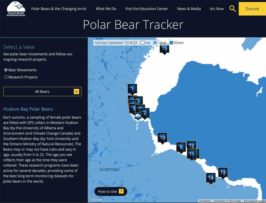 Bear Tracker Update: It’s Freeze-Up! - Dezember 1st, 2022 GreenConnect