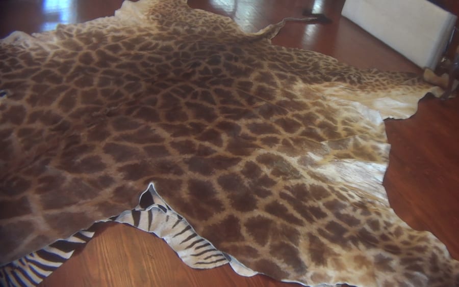 Hunting trophy trade still alive and well in Australia - Februar 6th ...