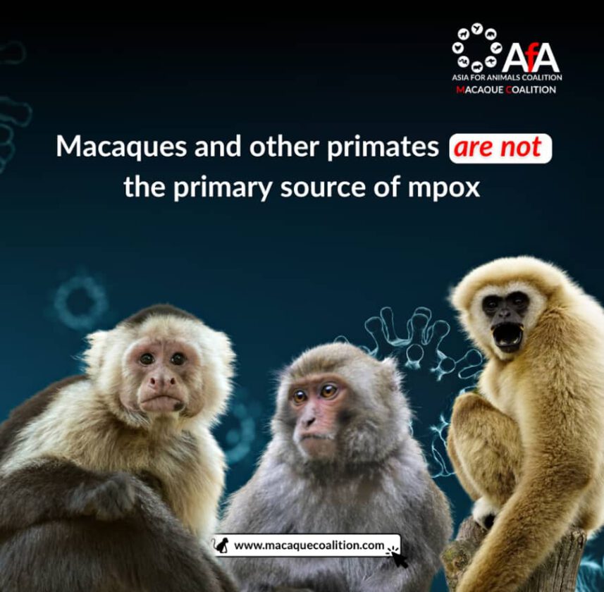 Mpox: Monkeys Are Not to Blame - Oktober 3rd, 2024 GreenConnect